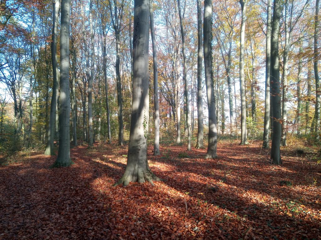 Wickeder Holz - Biologische Station Kreis Unna | Dortmund